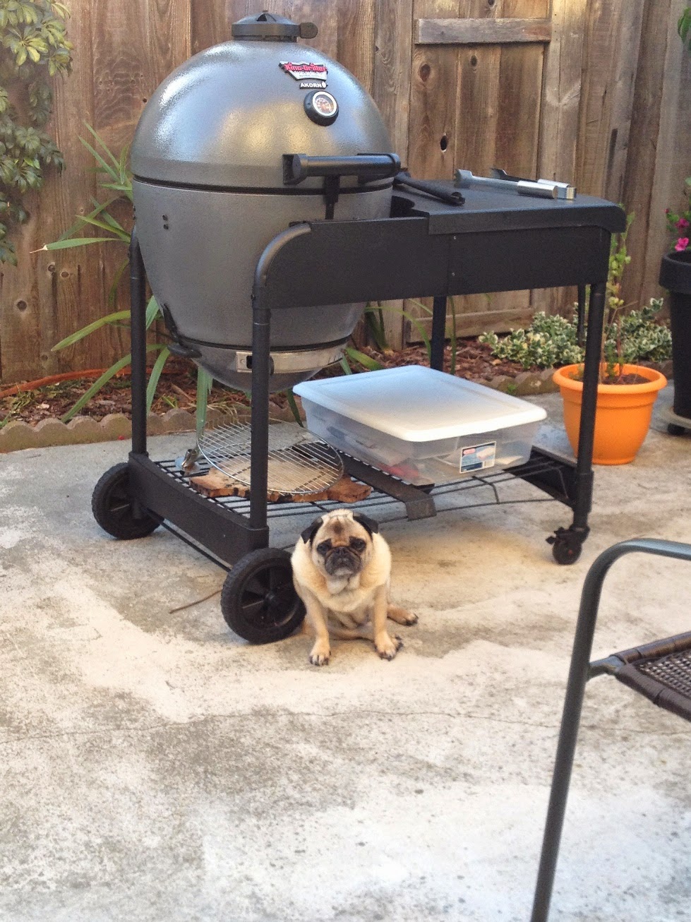 The Macy Dixie Line: Tips for Pug Friendly Grilling