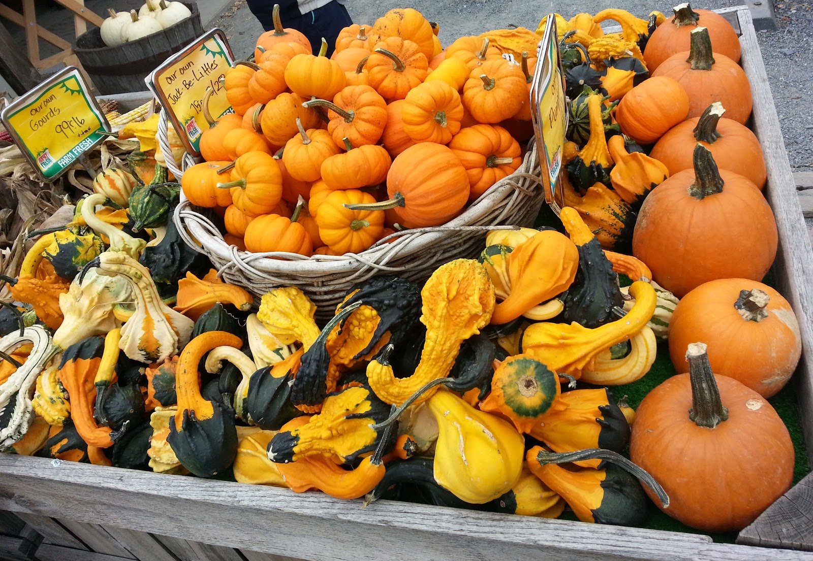Indian Khana, Made Easy: It's Pumpkin Picking Time!!