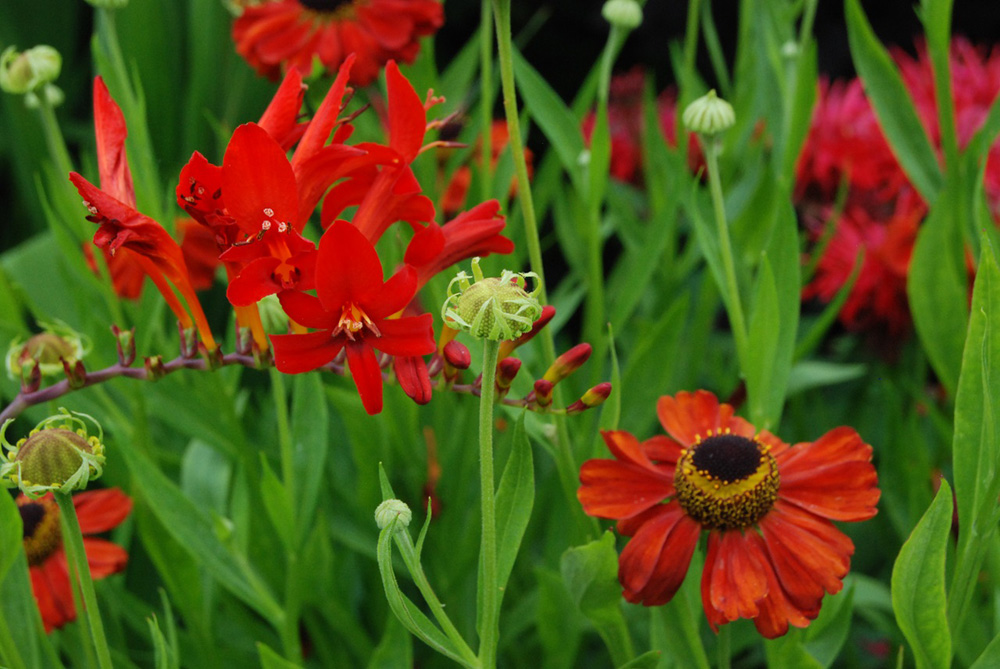 Rosi's Garden.Fleurs et Jardin: Crocosmia 'Lucifer' et Helenium 'Meranti'