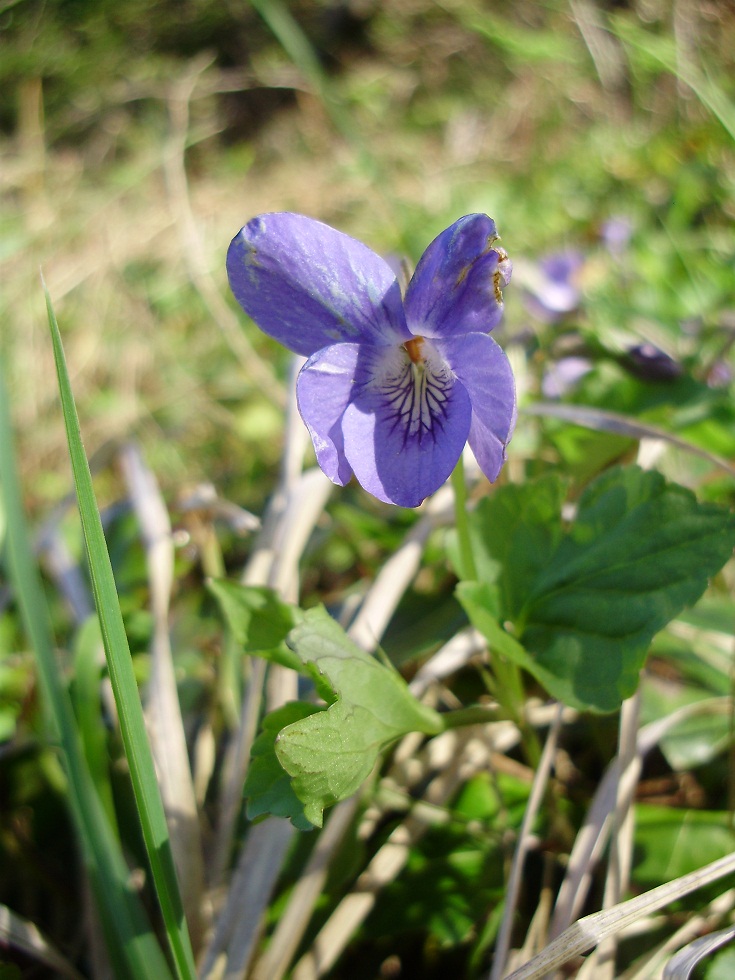 Moonlight and Hares: Time Well Spent In May