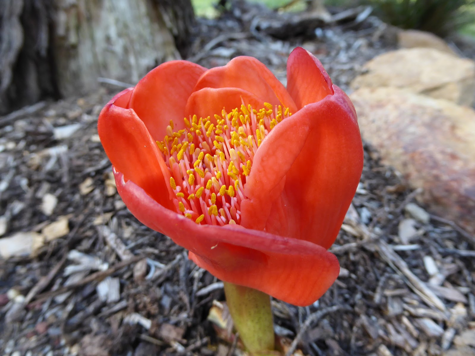 The Victorian Bulb Society: Haemanthus coccineus