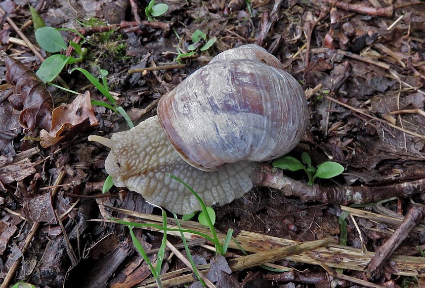 Living the life in Saint-Aignan: The ghost snail