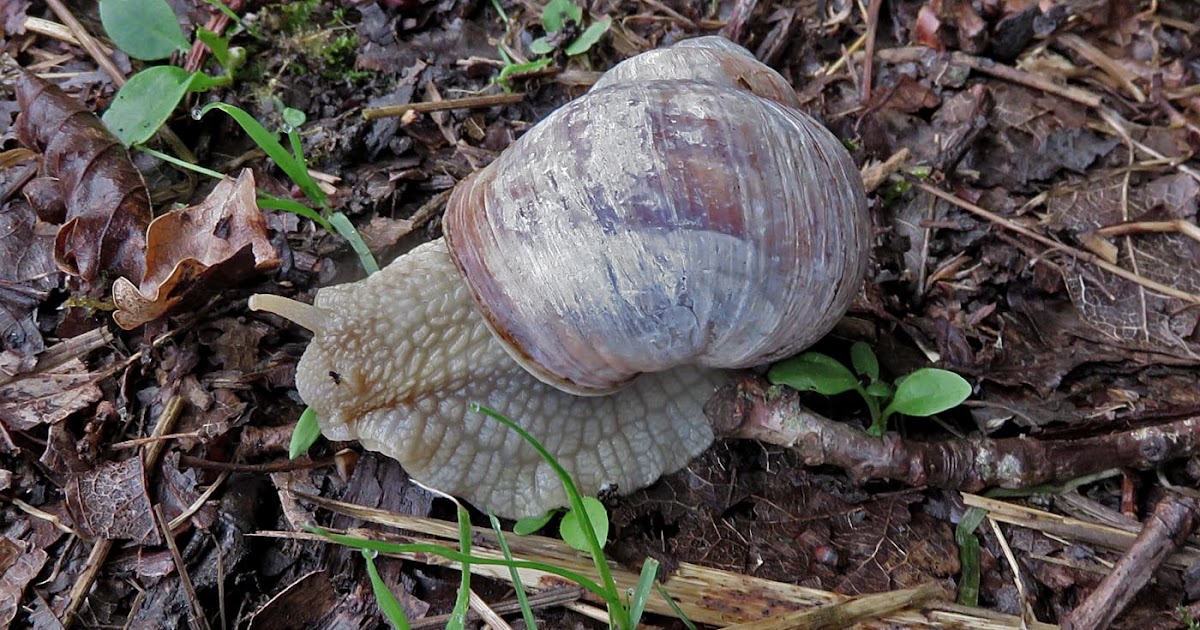 Living the life in Saint-Aignan: The ghost snail