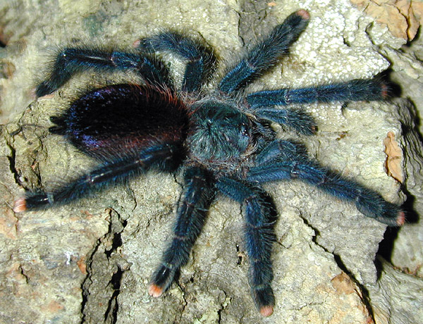 Avicularia Avicularia