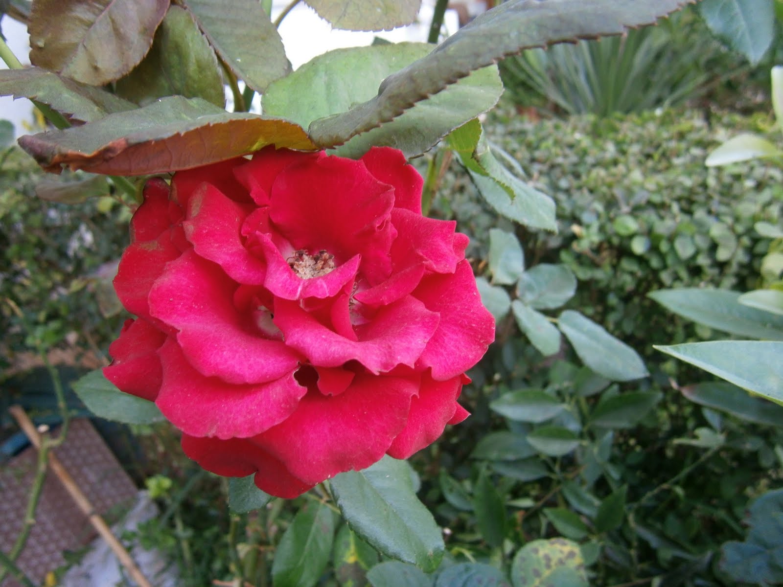 Plantes et Fleurs de mon Jardin: Rose