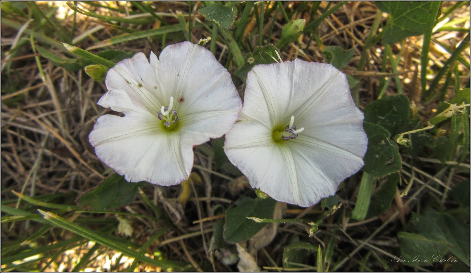 Lumea văzută din Turda: Volbură, rochița-rândunicii (Convolvulus ...