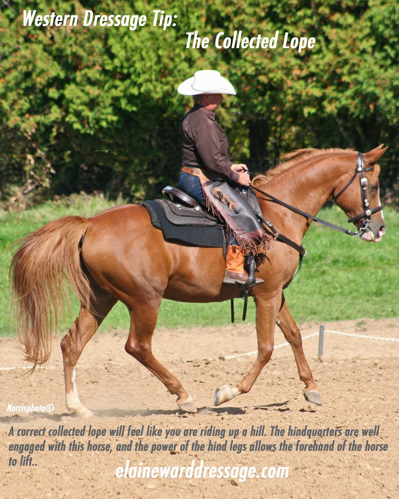 Elaine Ward Western Dressage: 2014