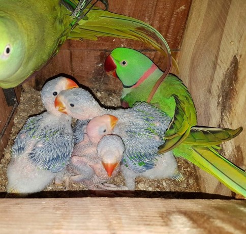 How to Breed Alexandrine Parrots