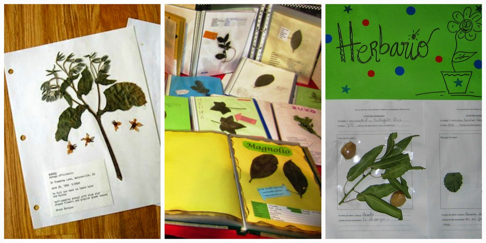 Recursos: Actividades y materiales sobre la Naturaleza para la Escuela ...