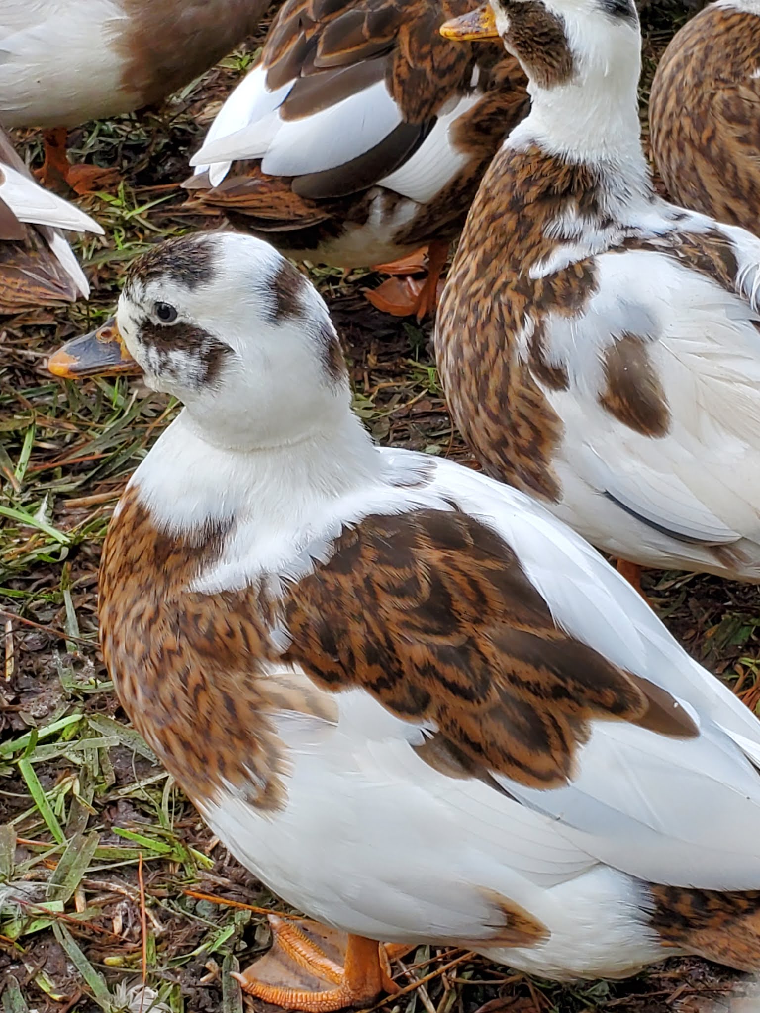 Blue Sky Country Farm: Penciled Call Duck