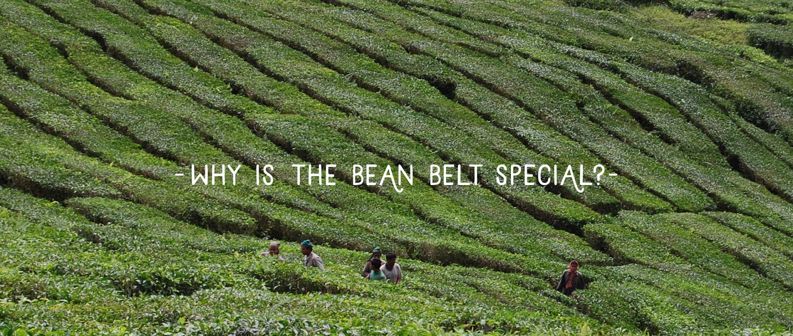 Coffee Construct: WHY IS THE BEAN BELT SPECIAL - สร้างโรงกาเเฟ
