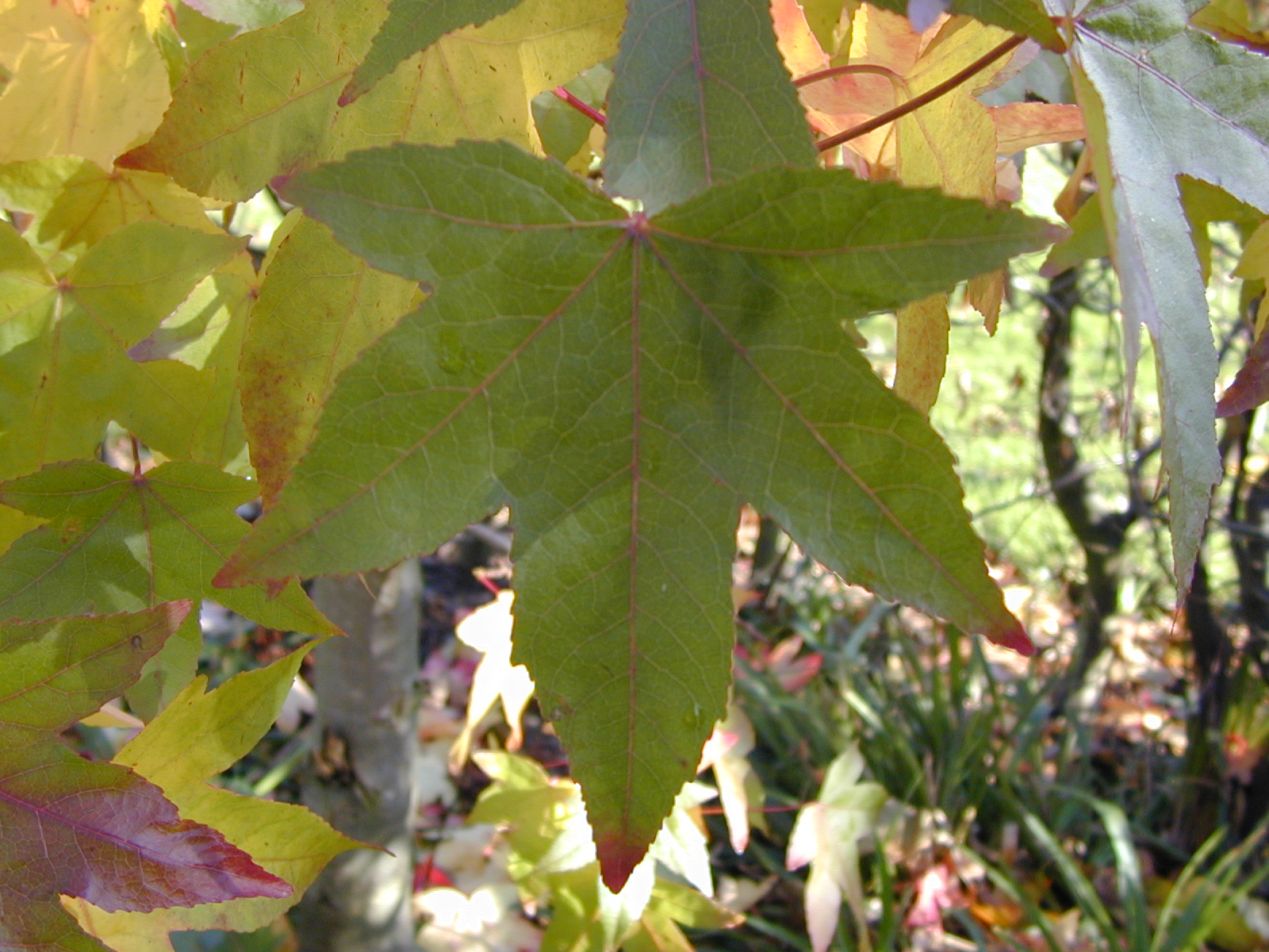 Trees of Santa Cruz County: Liquidambar styraciflua - American Sweetgum