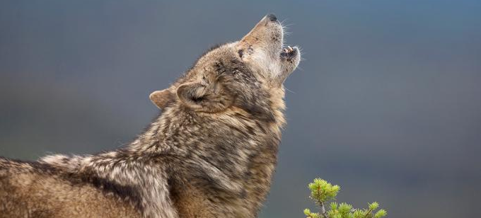 ERIPE LUPUS: WOLF NEWS