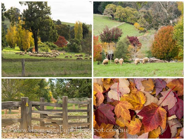 Life Images by Jill: Autumn in the Golden Valley Tree Park, Balingup ...