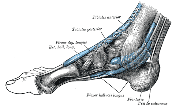 Reumails. Reumatología al día: Dolor maleolar: Las tendinitis de los ...