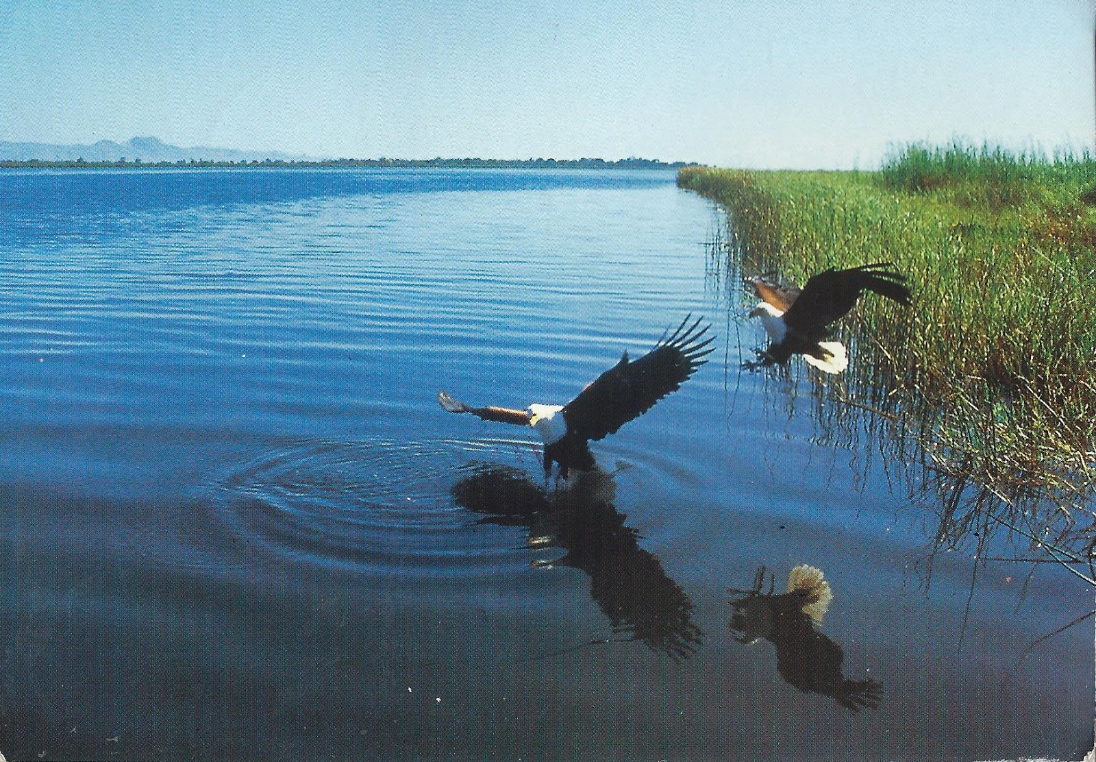 A Journey of Postcards: Liwonde National Park | Malawi