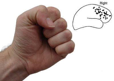 The Neurocritic: April 2013