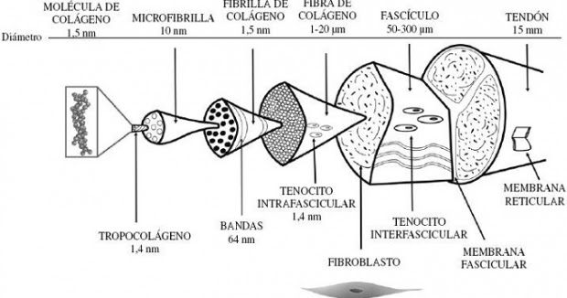 FISIOLOGÍA DEL EJERCICIO: LIGAMENTOS Y TENDONES