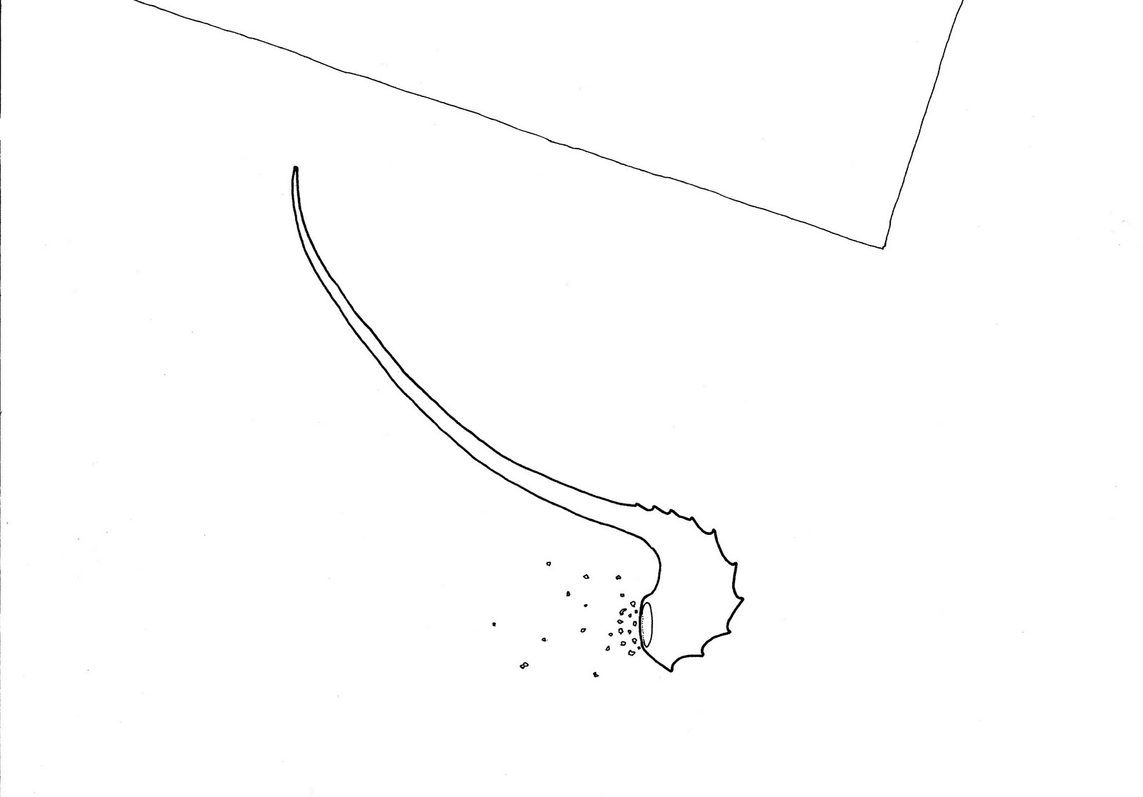 Lost Skipping Stones: Love Song of the Involute Shell