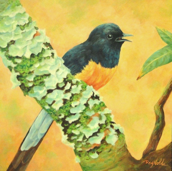 Inspiring Nature Photography By Carol Reynolds: White-Rumped Shama Thrush