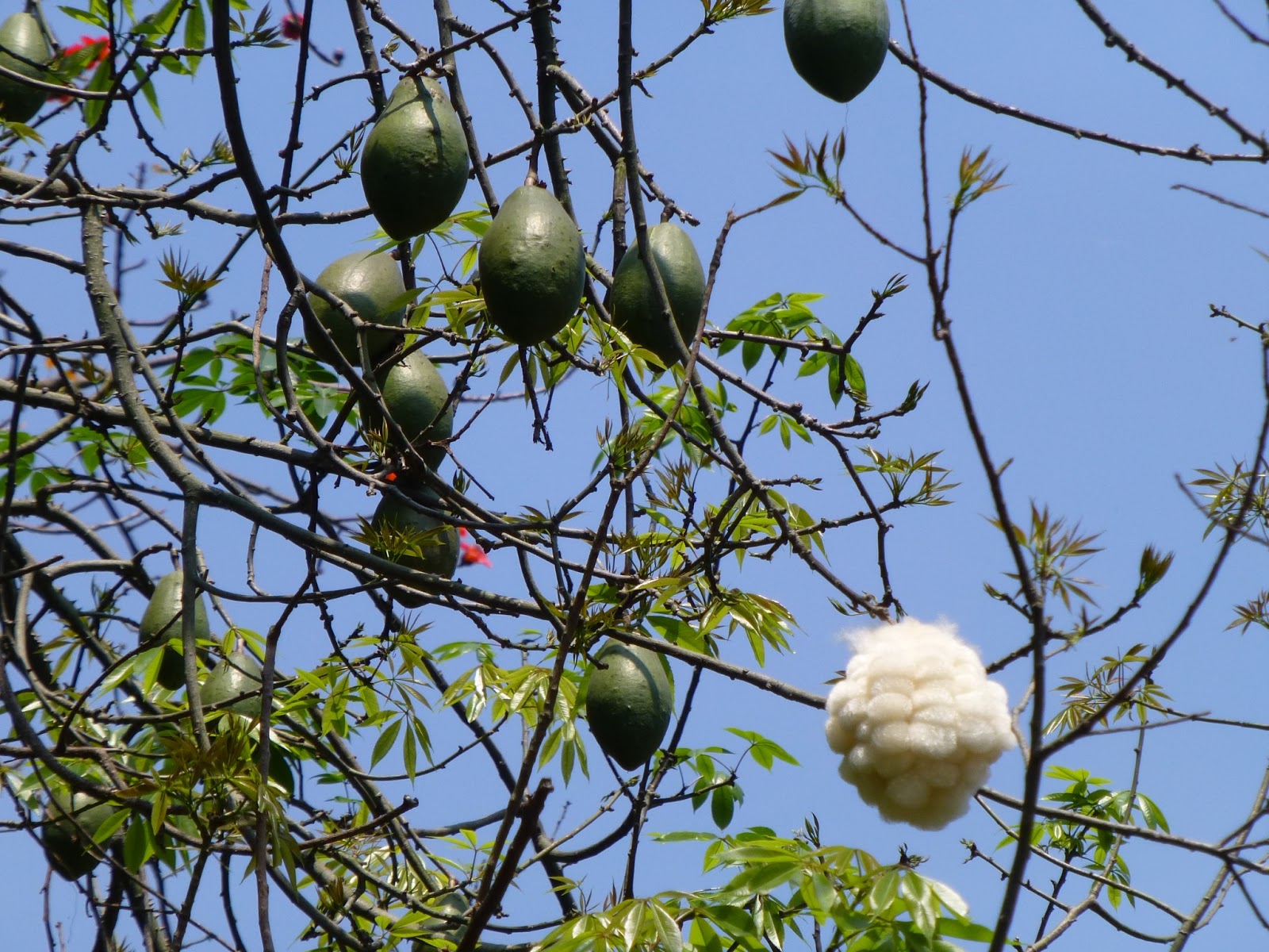 アフリカの星 Etoile d'Afrique: 6月6日～15日 キレラバランダ Kilela Balanda