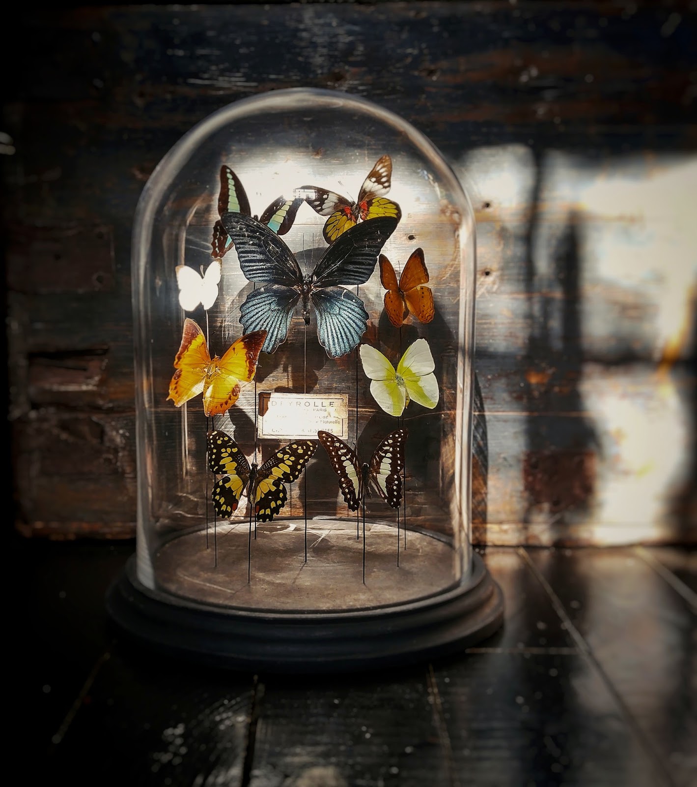 Daryl McMahon: Lepidoptery