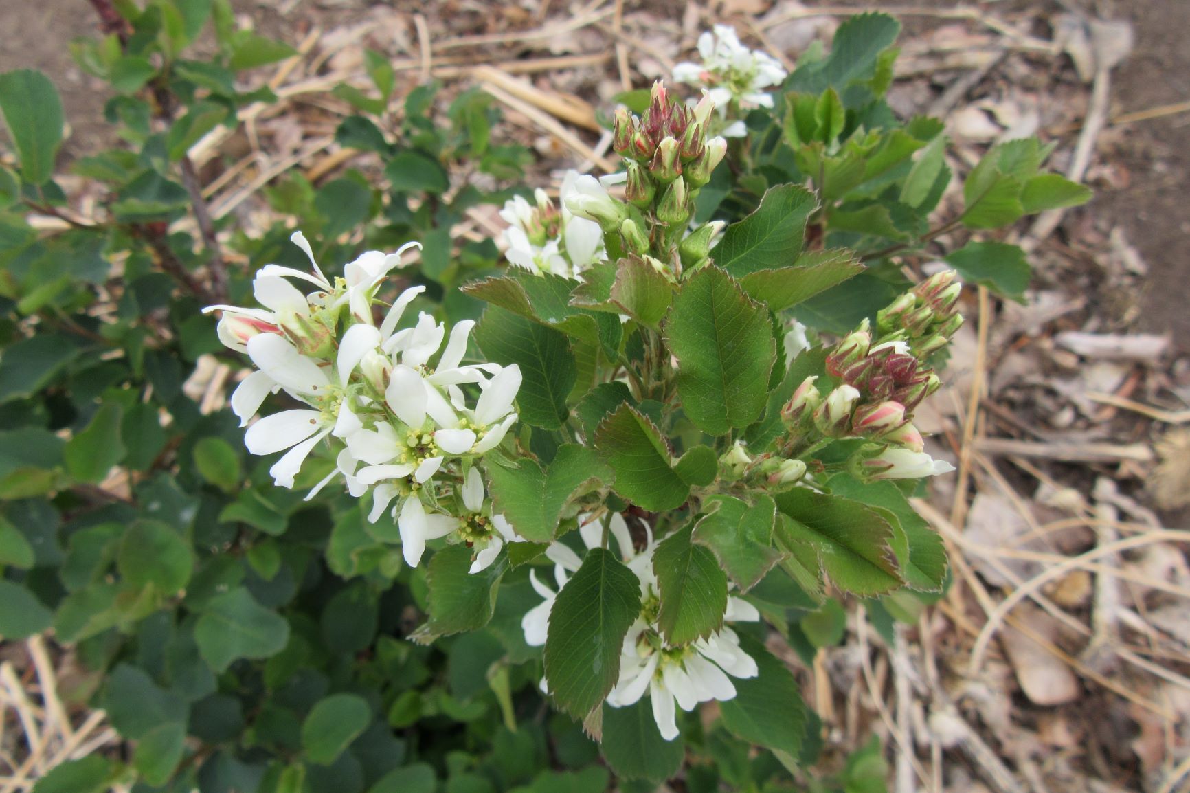 Mother Nature's Montrose Garden: Plant of the Month (May) : Western ...