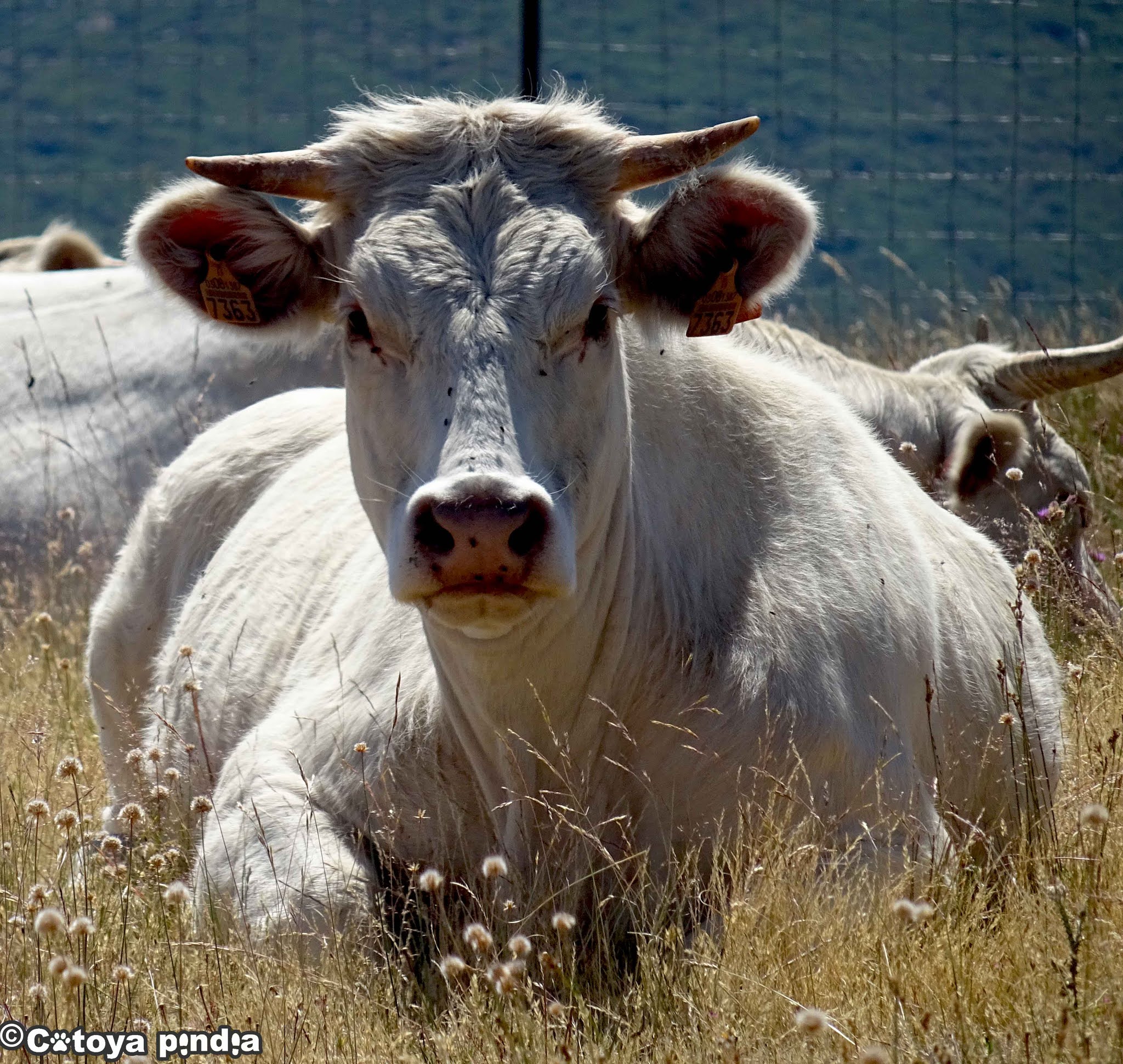 Laguna del Barco y crestería de La Covacha en la Sierra de Gredos