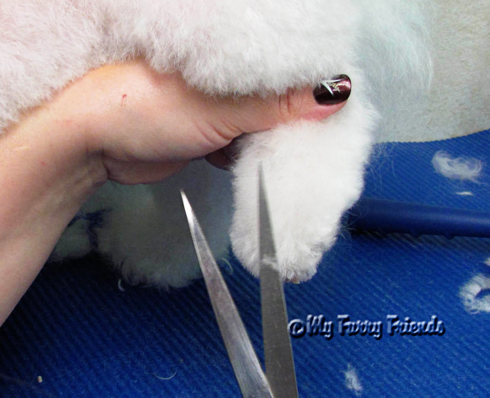 Pet Grooming: The Good, The Bad, & The Furry: Neat Round Feet