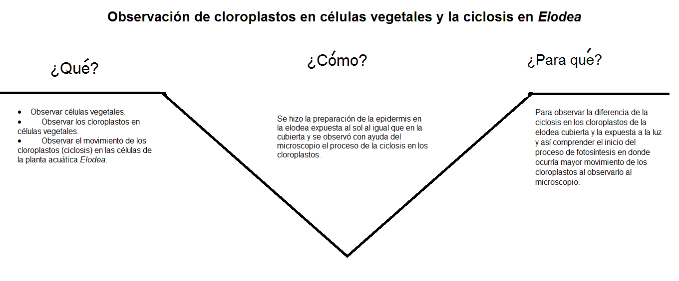 cuadernodiana518: V de practica 4: Observación de cloroplastos en ...