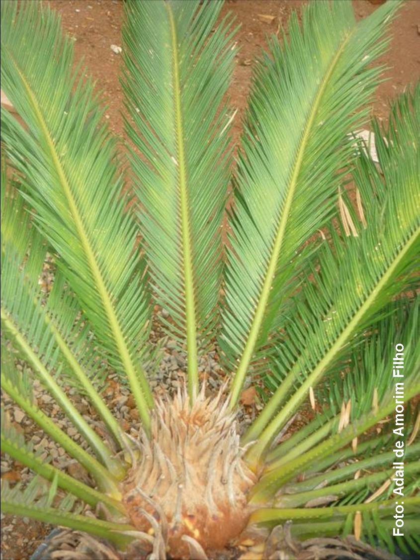 Viveiro Espaço Verde: CICA