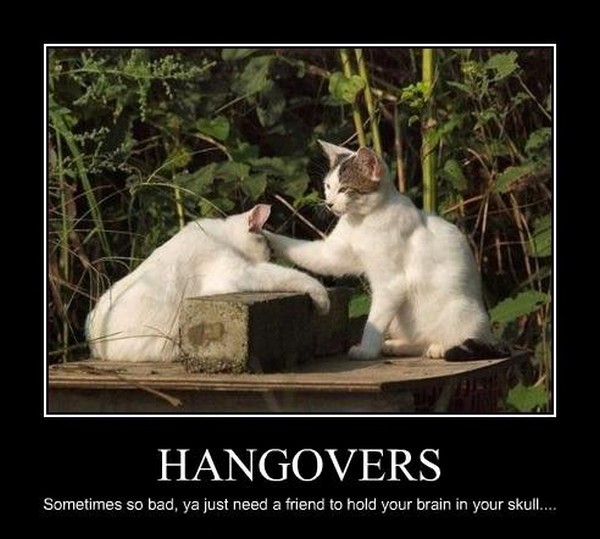 TISOTIT: Hangover Cats - Pics