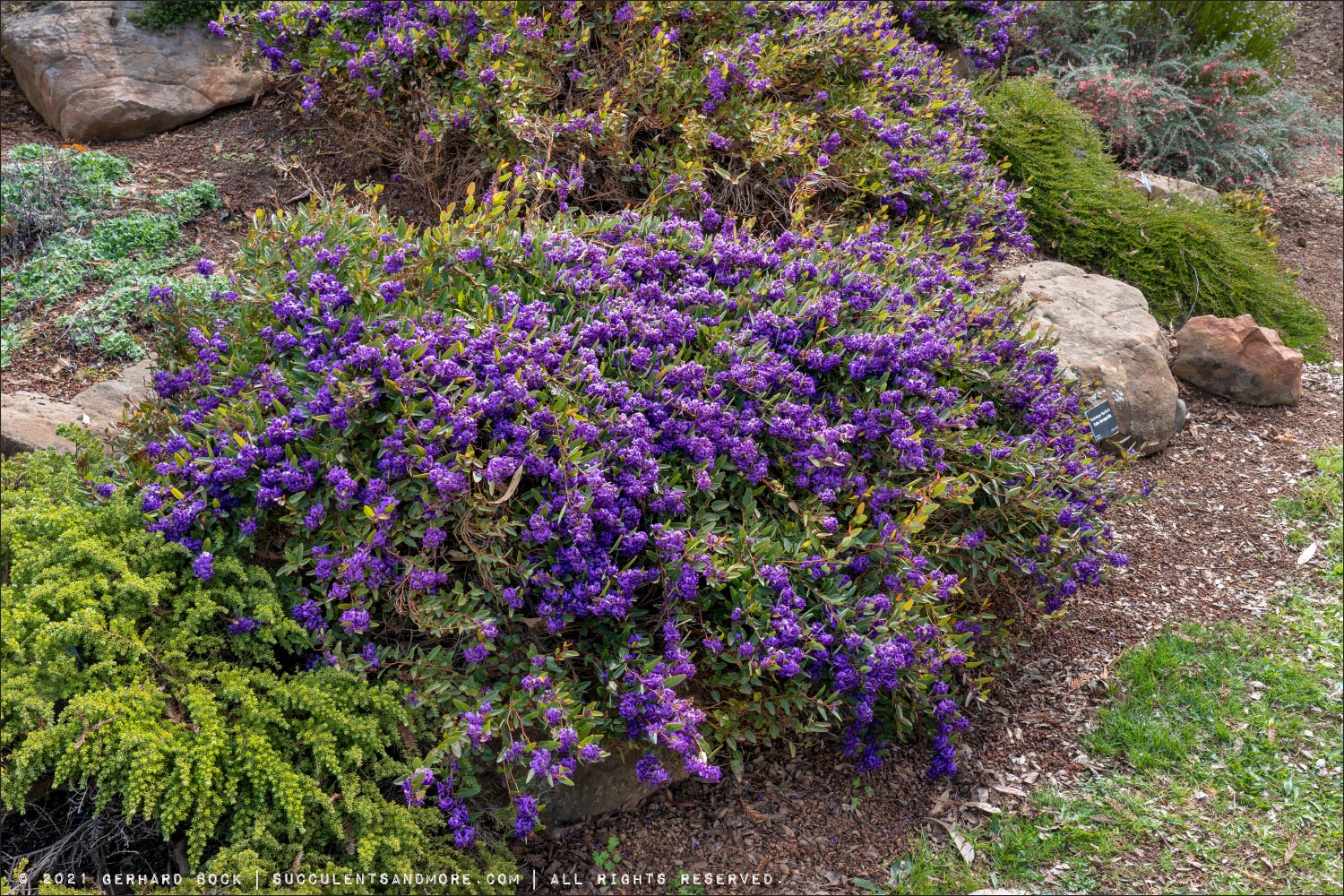 Australian Garden at the UC Santa Cruz Arboretum (March 2021)