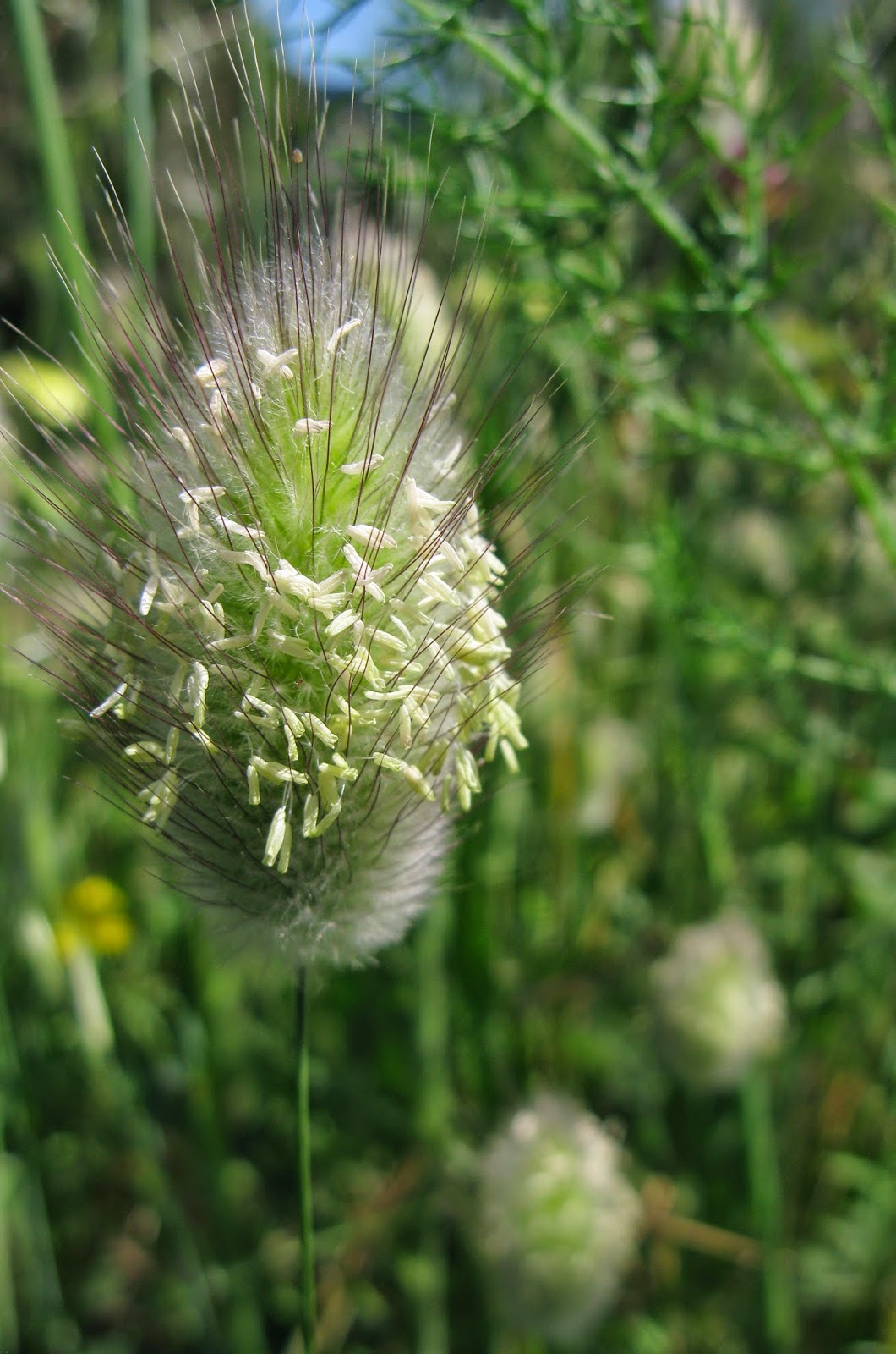 Flores y Palabras: Cola de liebre