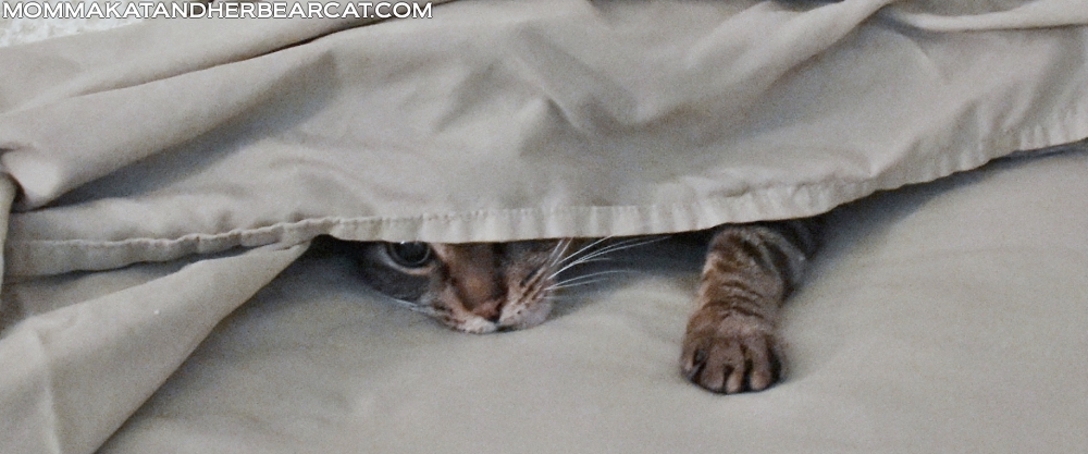 Bear’s Adventures in Catting - Momma Kat and Her Bear Cat