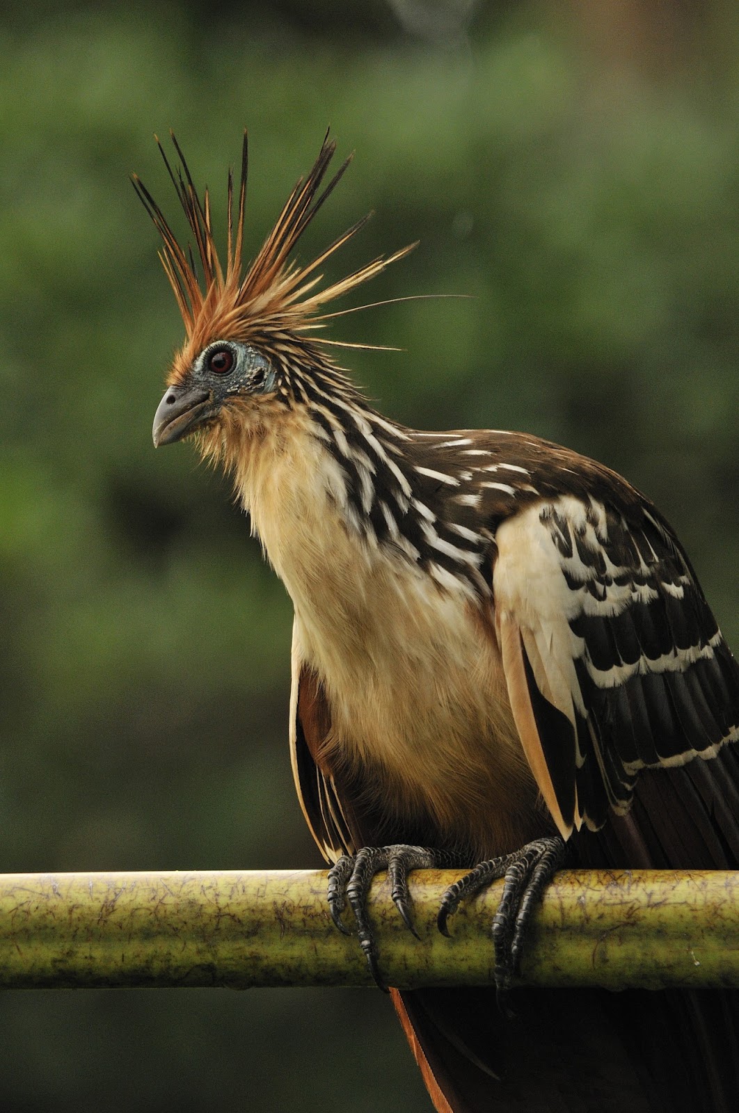 HOATZIN photos-wallpapers | the fun bank