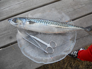 4AB Rinkabyholmsskolan: Fisk dissekering