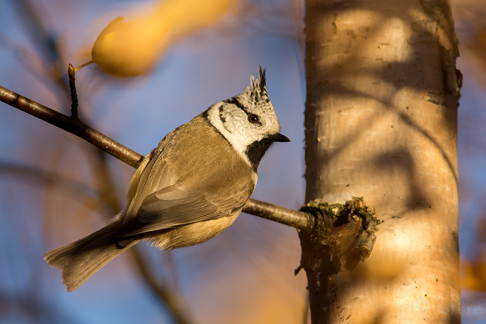 Foture: Tutt-tihane, Lophophanes cristatus