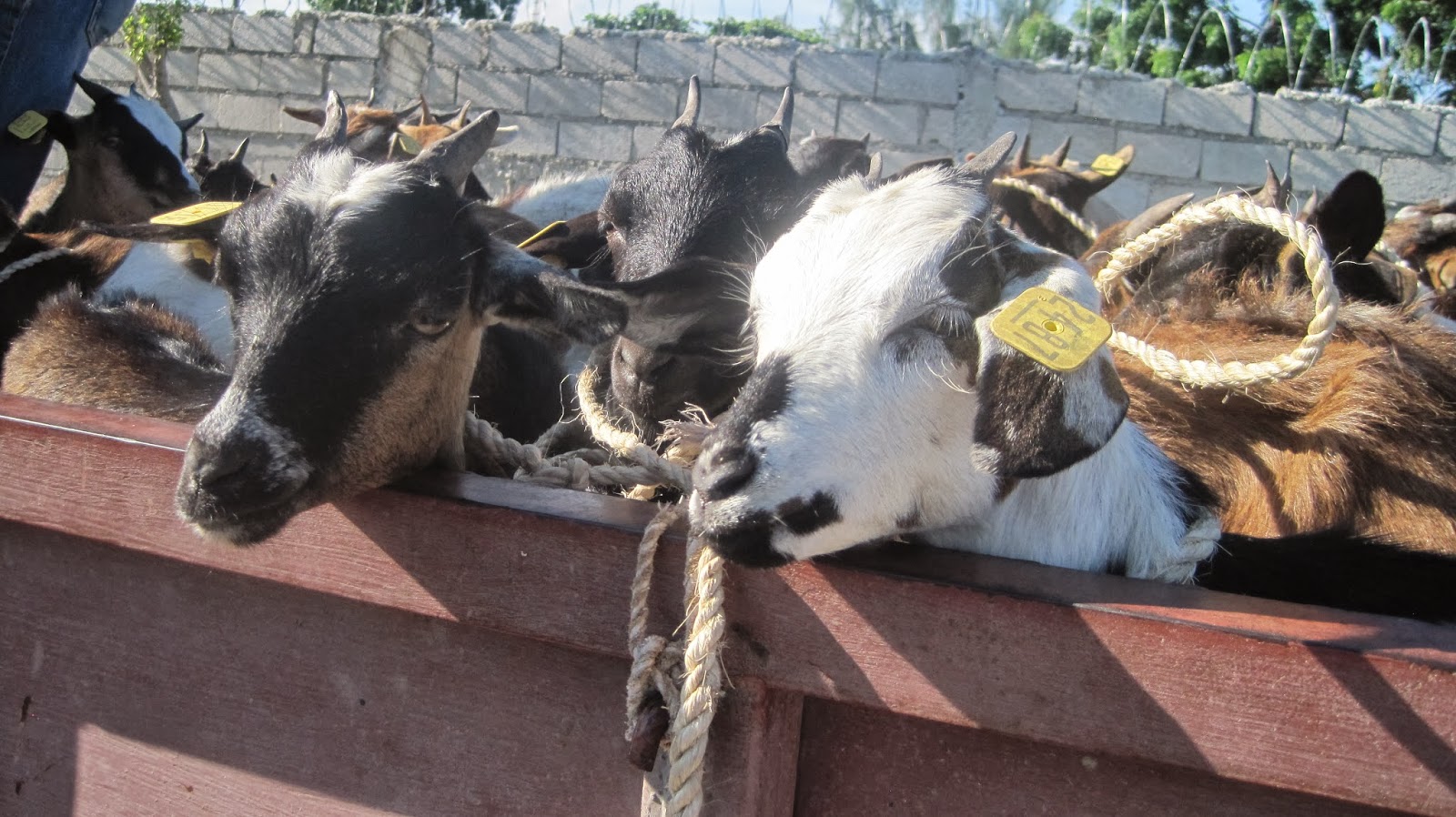 Mears Ministry in Haiti: Our first distribution of goats to our players!