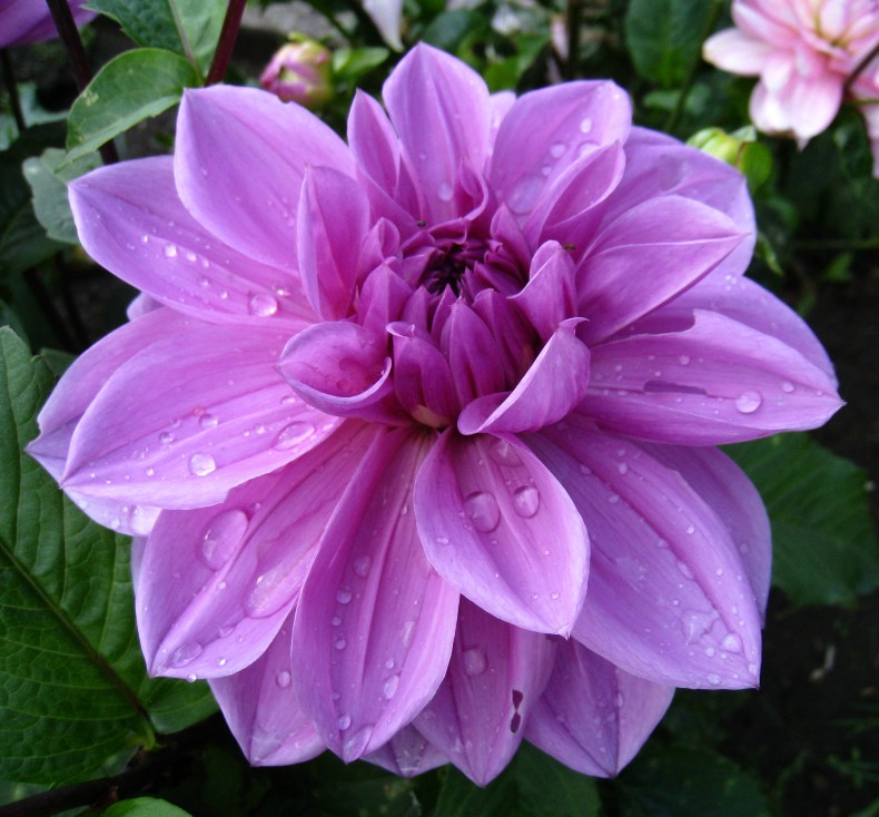 Simak! Gambar Bunga Dahlia Yg Cantik Jaman Now - Informasi Seputar ...