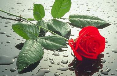 ¿Que es la rosa roja? - Imagui