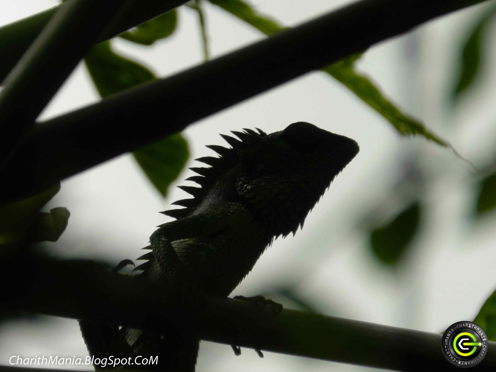 CharithMania: Garden Lizard ( Katussa ) Sri Lanka