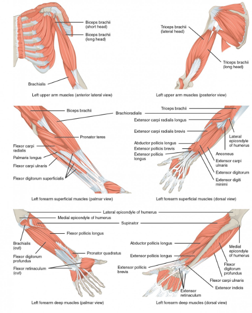 Anatomi Otot Pronator Kuadratus Pada Lengan Manusia - Anatomi Tutorial