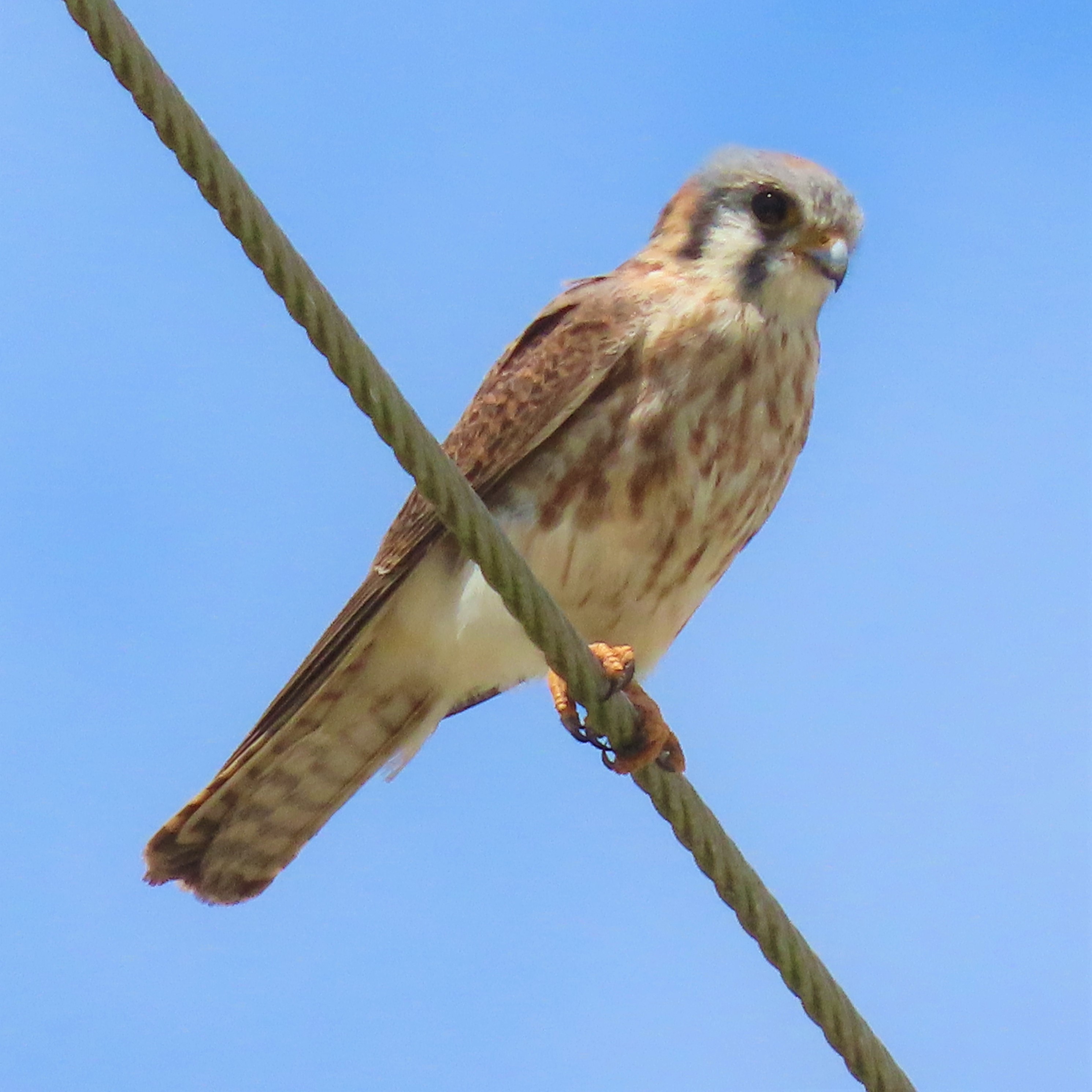 Florida Suncoast Birding: 2021