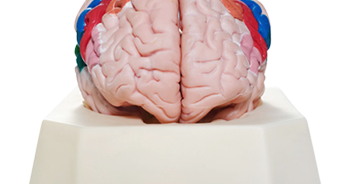 Model Zona Fungsional Korteks Cerebral - Toko Medis Jual Alat Kesehatan