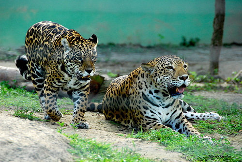 O Livro da Natureza: Onça