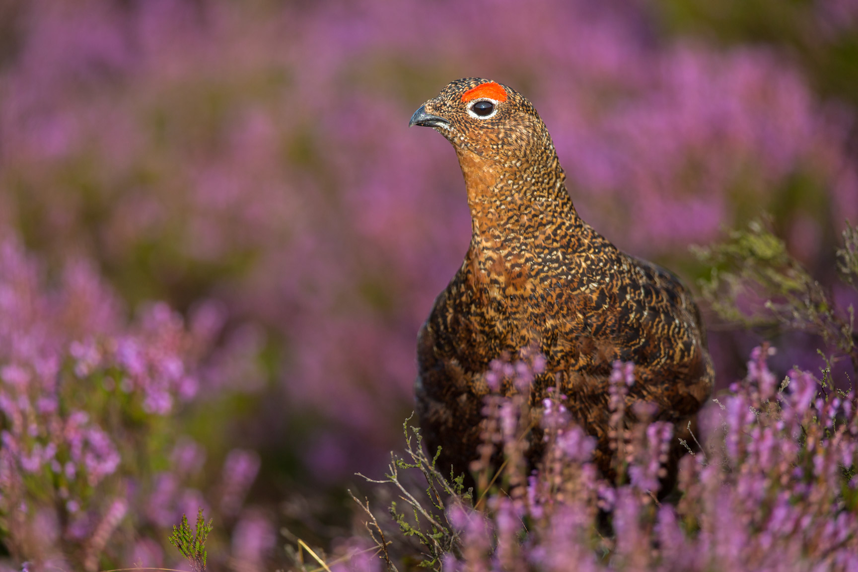 Darley Dale Wildlife: Red Grouse - GOING, GOING, almost GONE