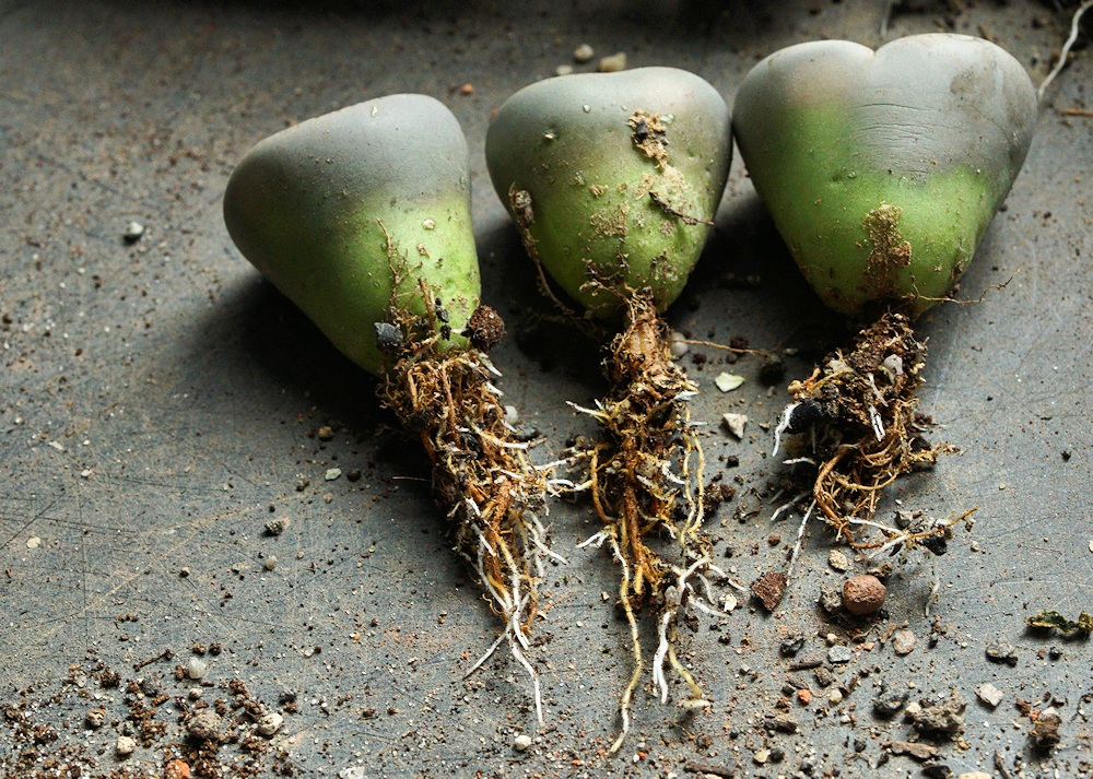 Growing Lithops: Roots