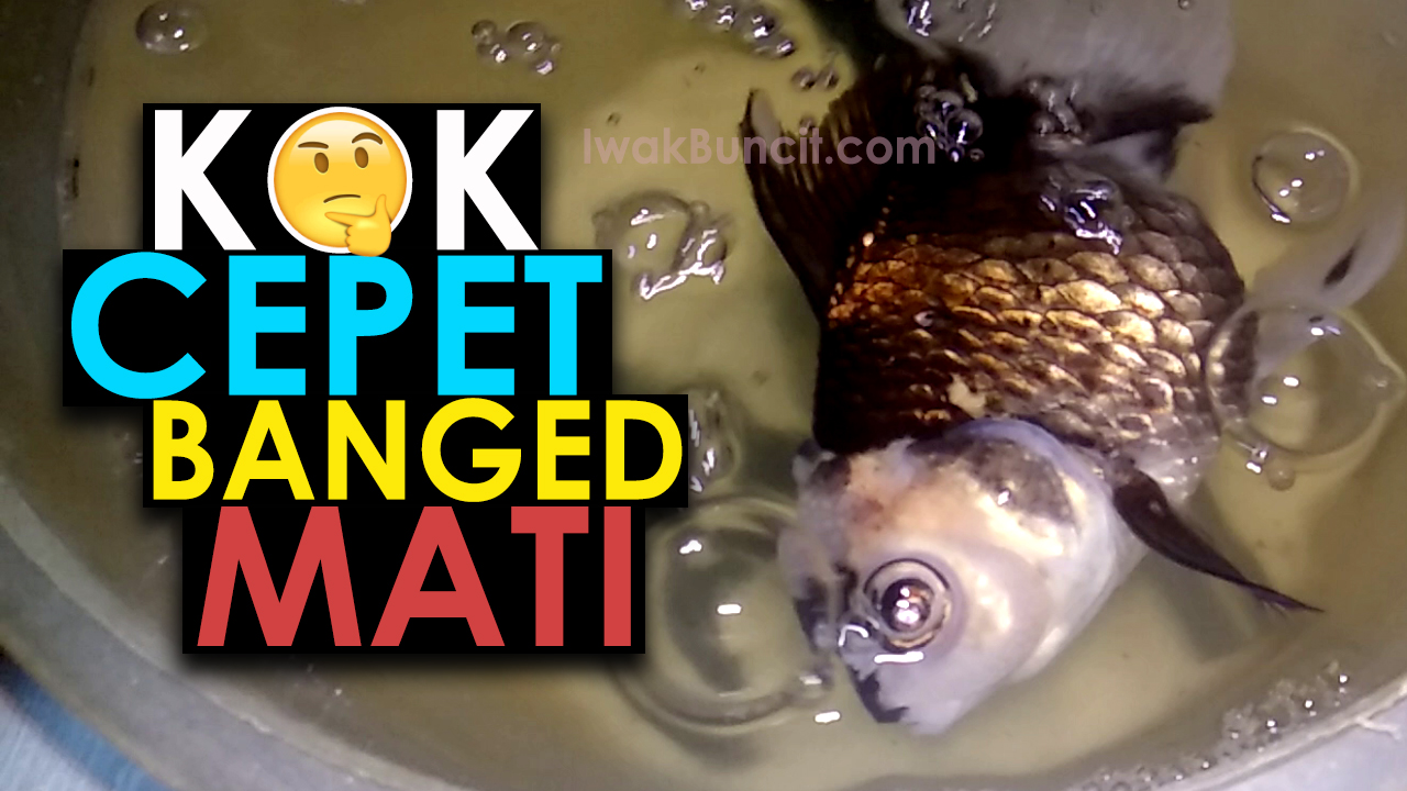 Kenapa Pelihara Ikan Mas Koki Cepat Mati Sesulit Itukah Memelihara Buncit