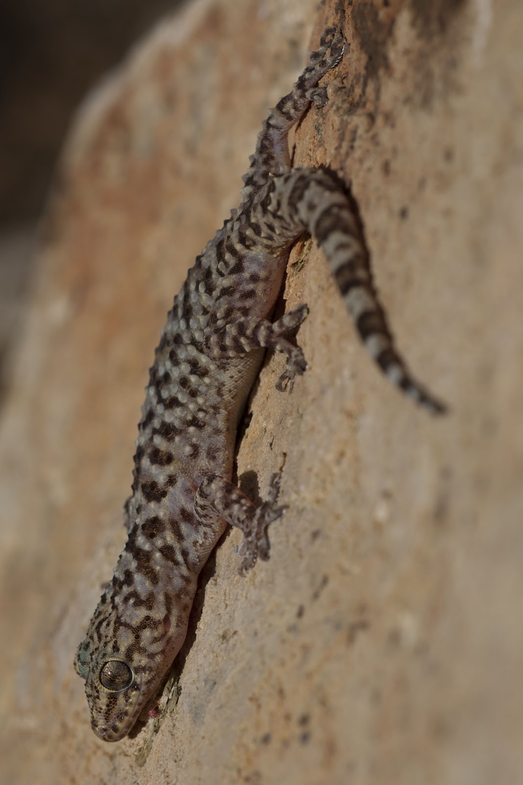 Yorkshire Field Herping and Wildlife Photography: Field Trip to the ...
